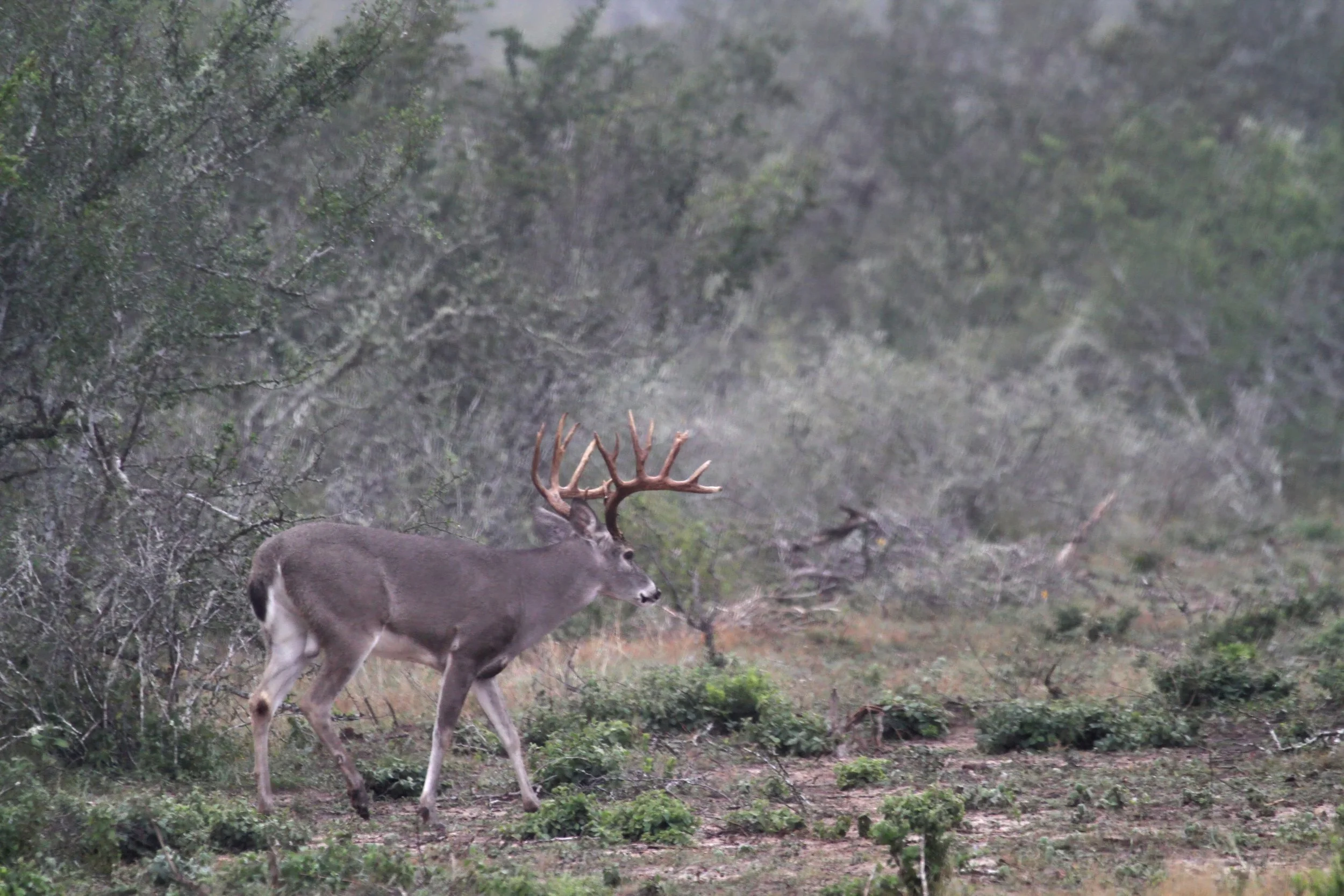 South TX Whitetail Deer Hunts — The Palmera Ranch