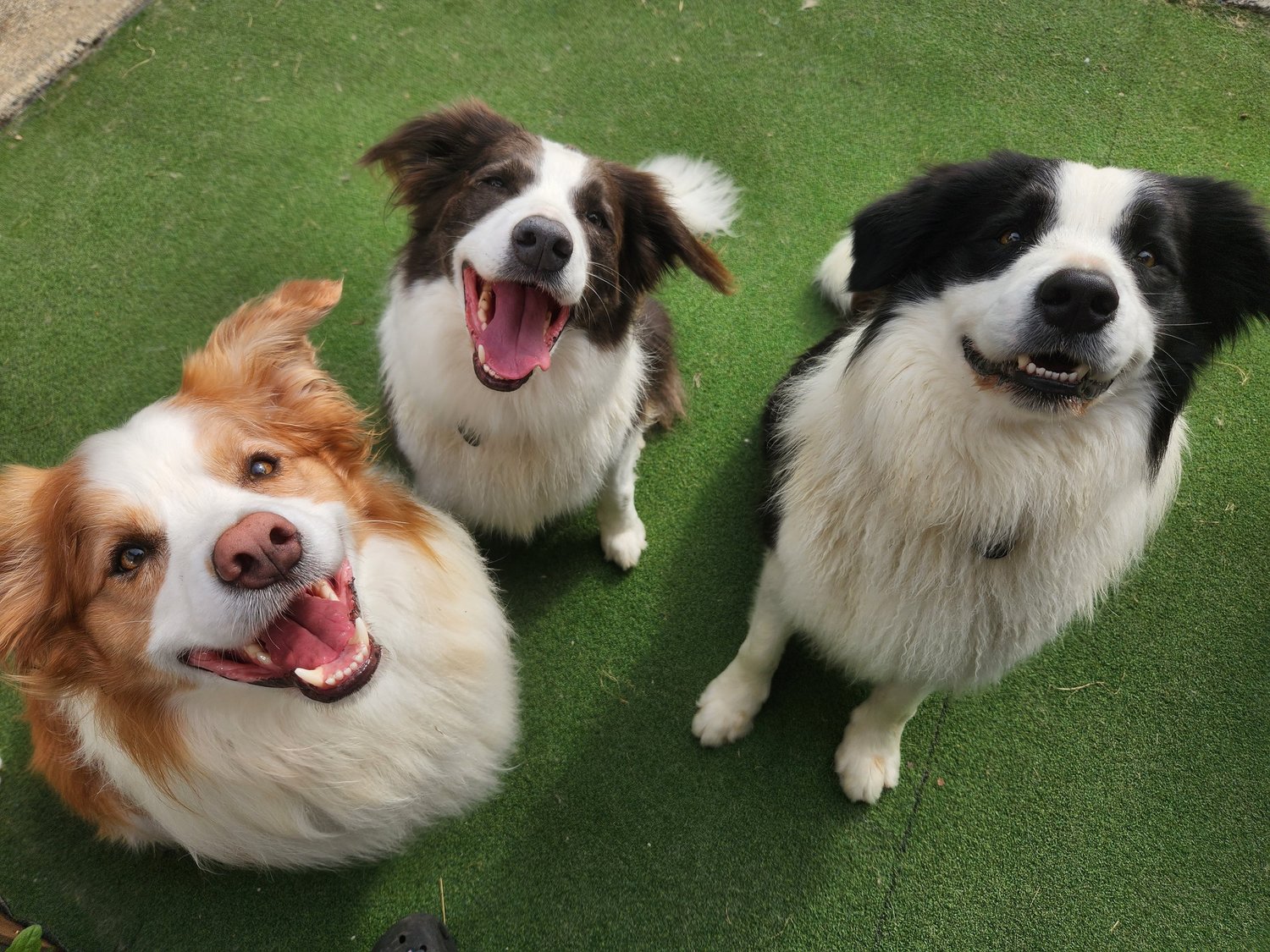 Comilo Border Collies