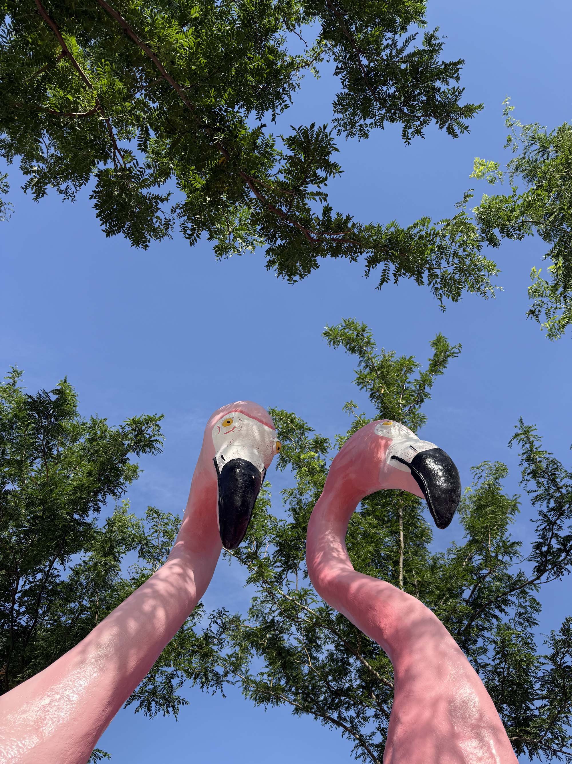 Flamingo Flower Farm at Franz Witte Garden Center — Sharpe Family ...