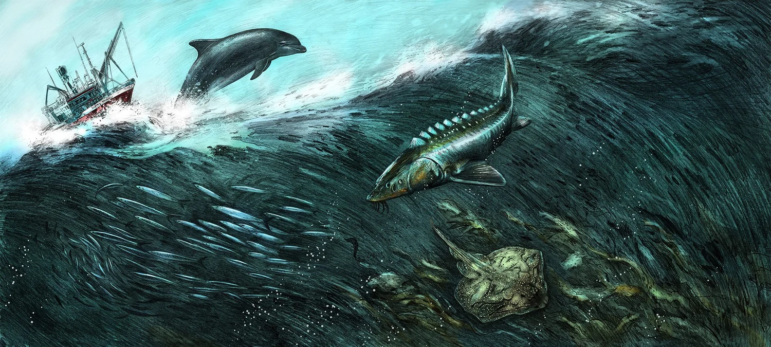 WAVE DINGLE HERITAGE