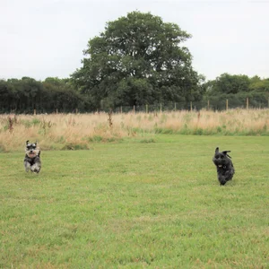 Bishops Stortford Dog Fields
