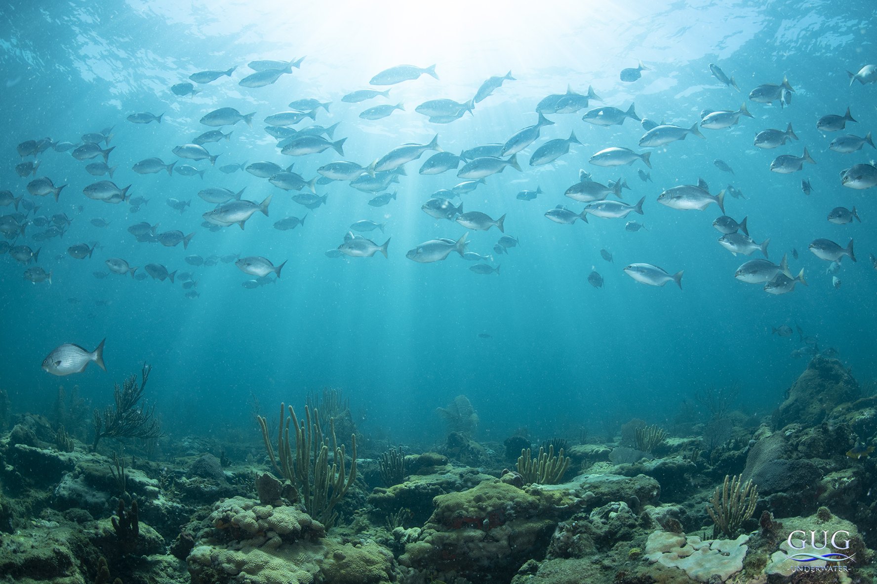 About FOFR | Support Coral Conservation—Get Involved — FOFR