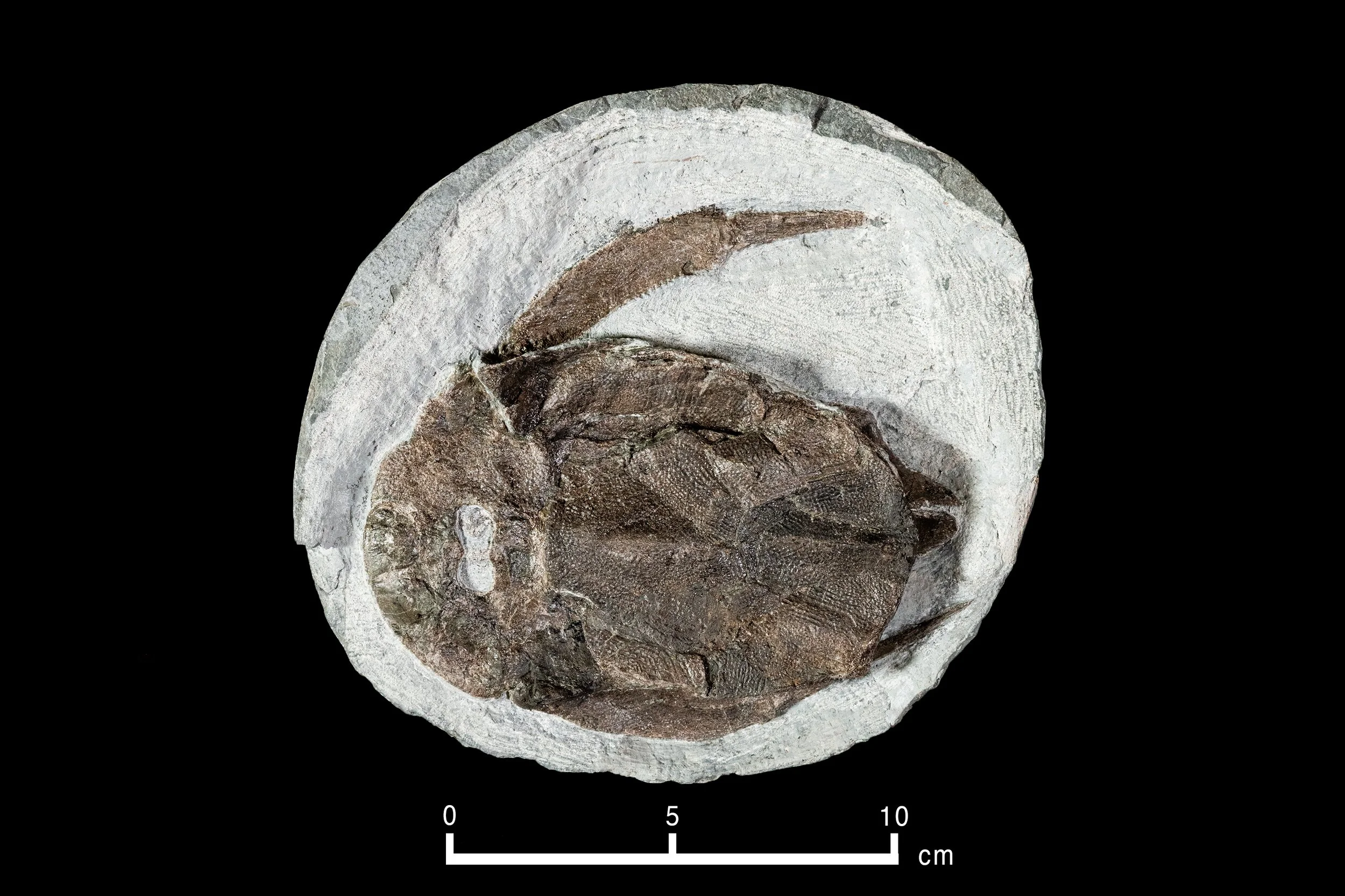 Bothriolepis sp. — Geoscience Research Institute