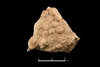 Ediacaran Fossils — Geoscience Research Institute