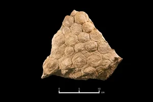 Ediacaran Fossils — Geoscience Research Institute
