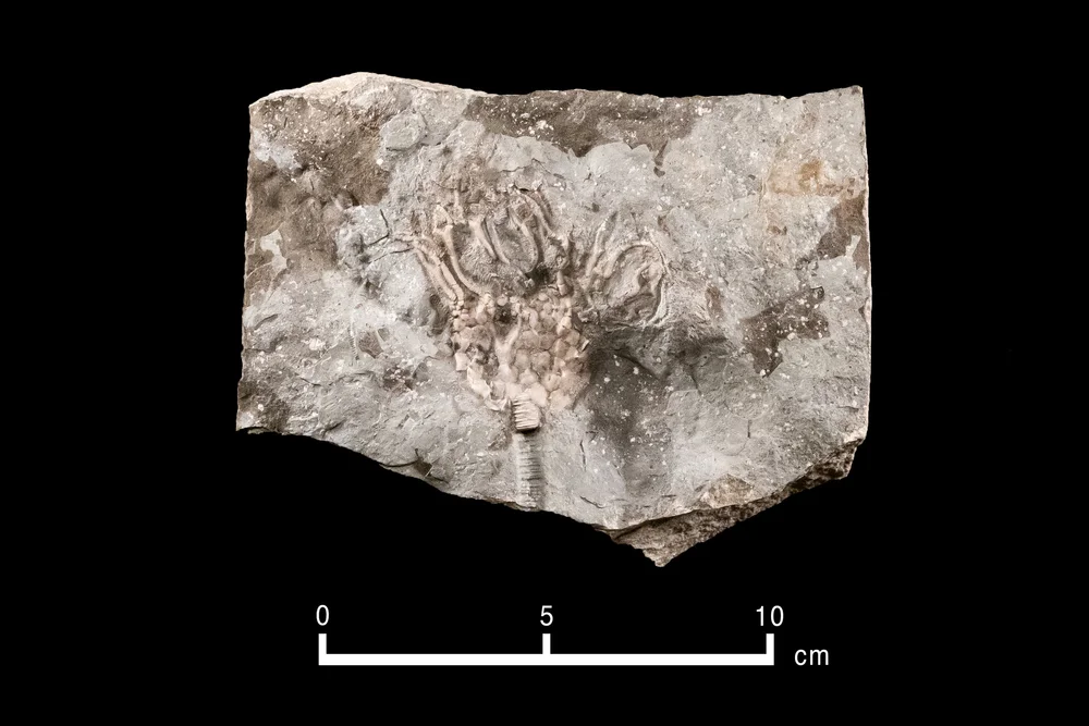 Ordovician Crinoids — Geoscience Research Institute