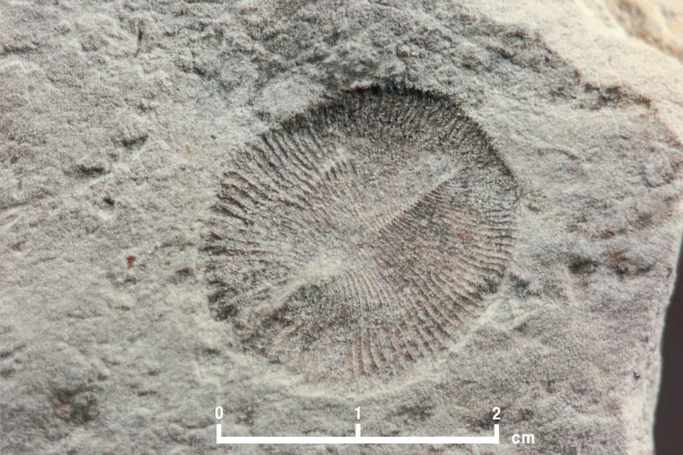 Ediacaran Fossils — Geoscience Research Institute