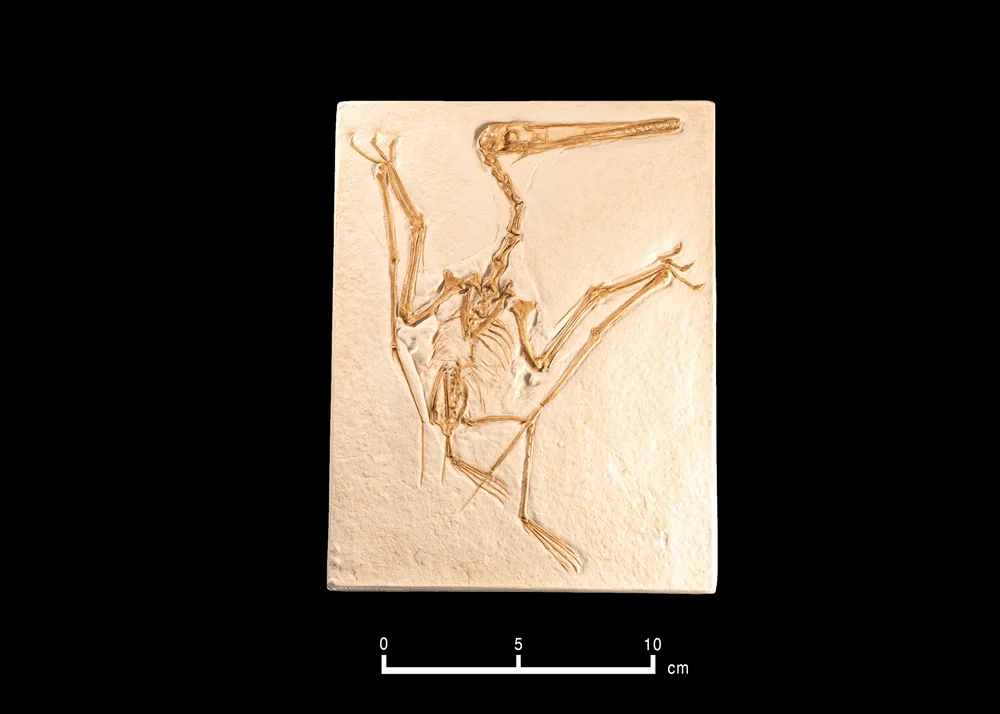 Solnhofen Fossils — Geoscience Research Institute