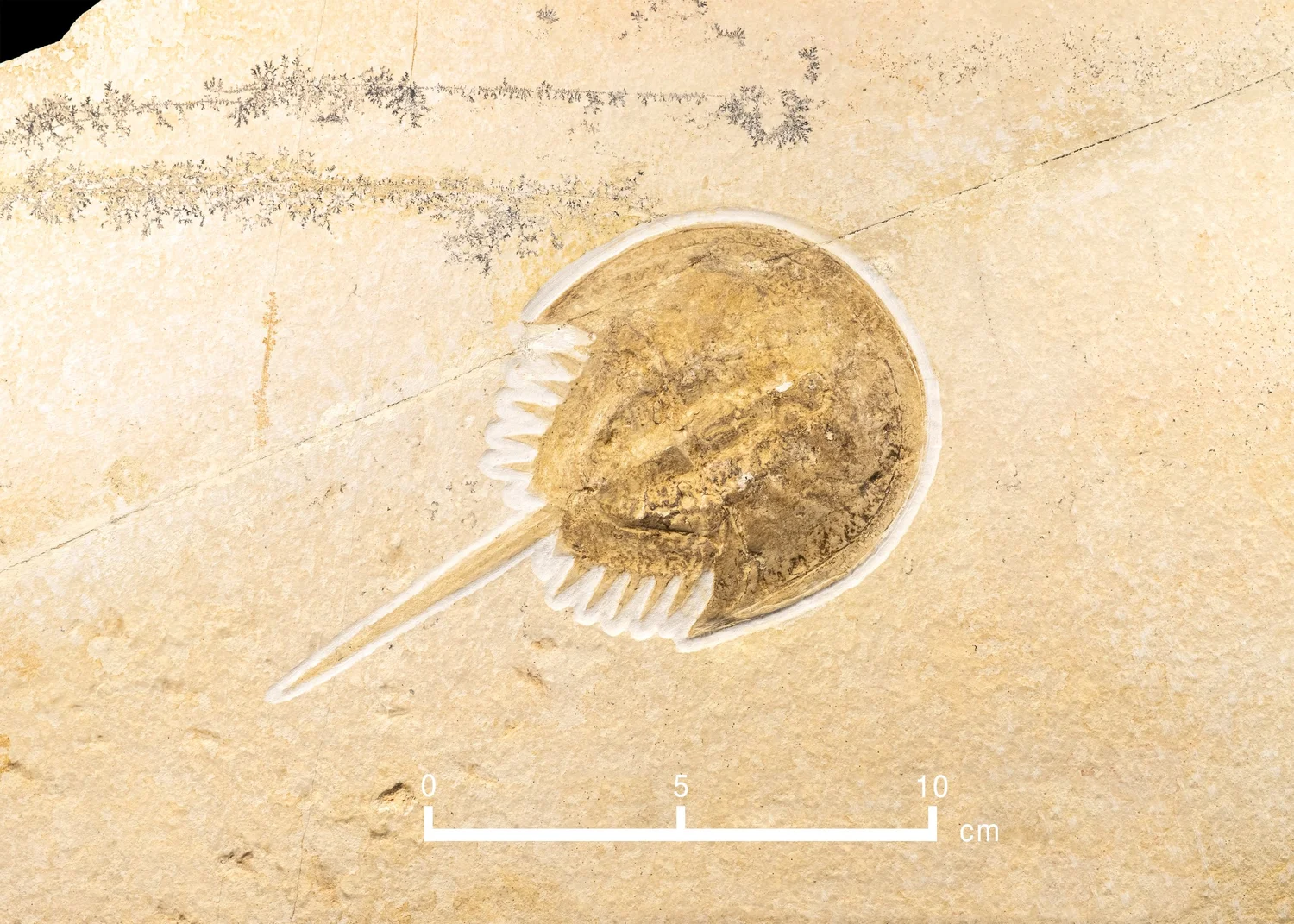 Mesolimulus walchi — Geoscience Research Institute