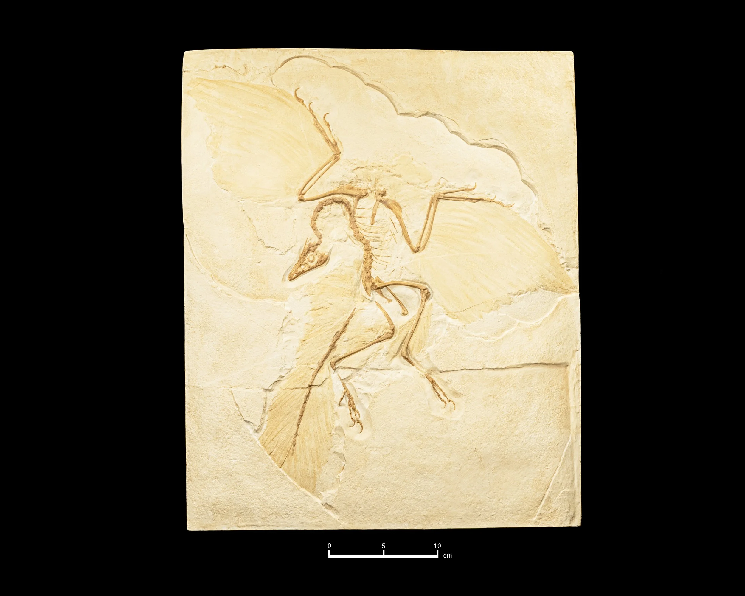 Solnhofen Fossils — Geoscience Research Institute