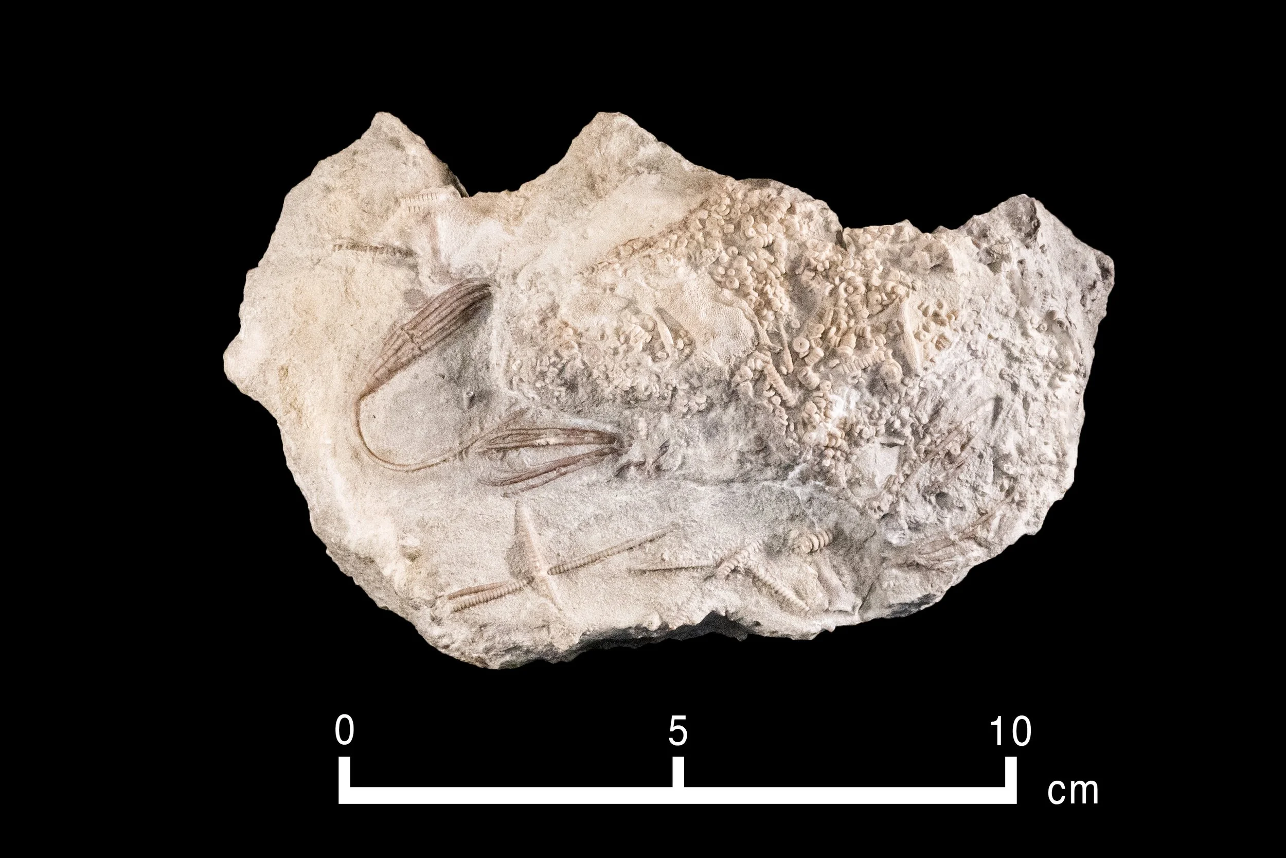 Ordovician Crinoids — Geoscience Research Institute
