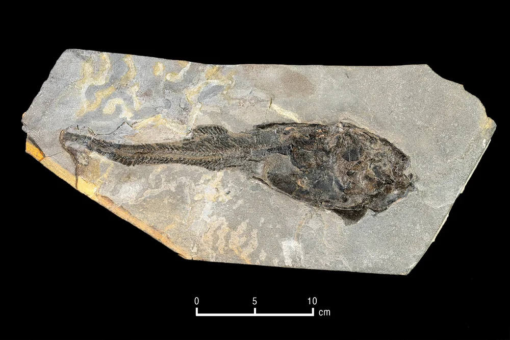 Devonian Fish — Geoscience Research Institute