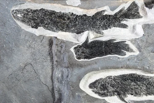 Devonian Fish — Geoscience Research Institute