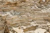 Solnhofen Fossils — Geoscience Research Institute