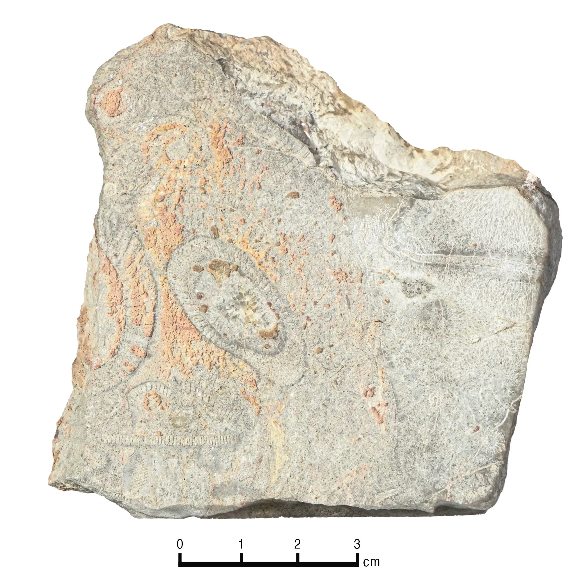 Archaeocyatha — Geoscience Research Institute