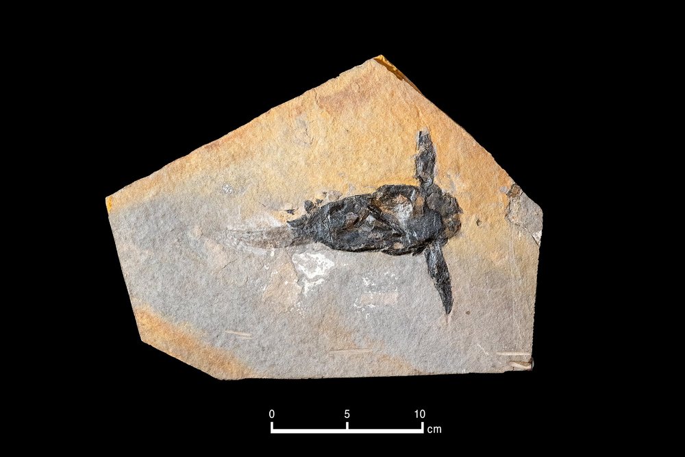Pterichthyodes — Geoscience Research Institute