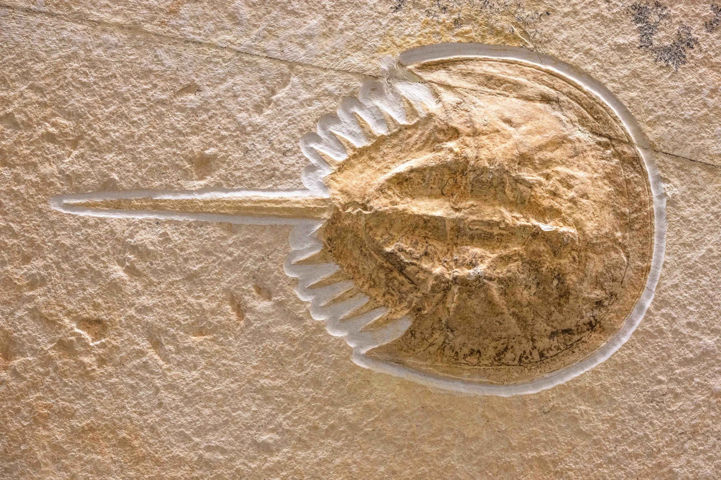 Solnhofen Fossils — Geoscience Research Institute