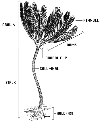 Ordovician Crinoids — Geoscience Research Institute