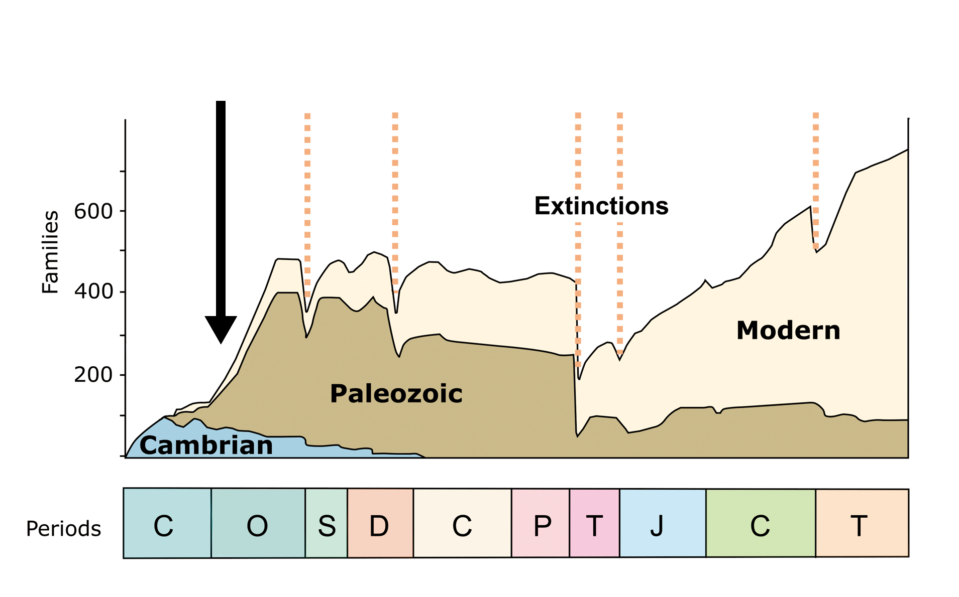 Ordovician Crinoids — Geoscience Research Institute