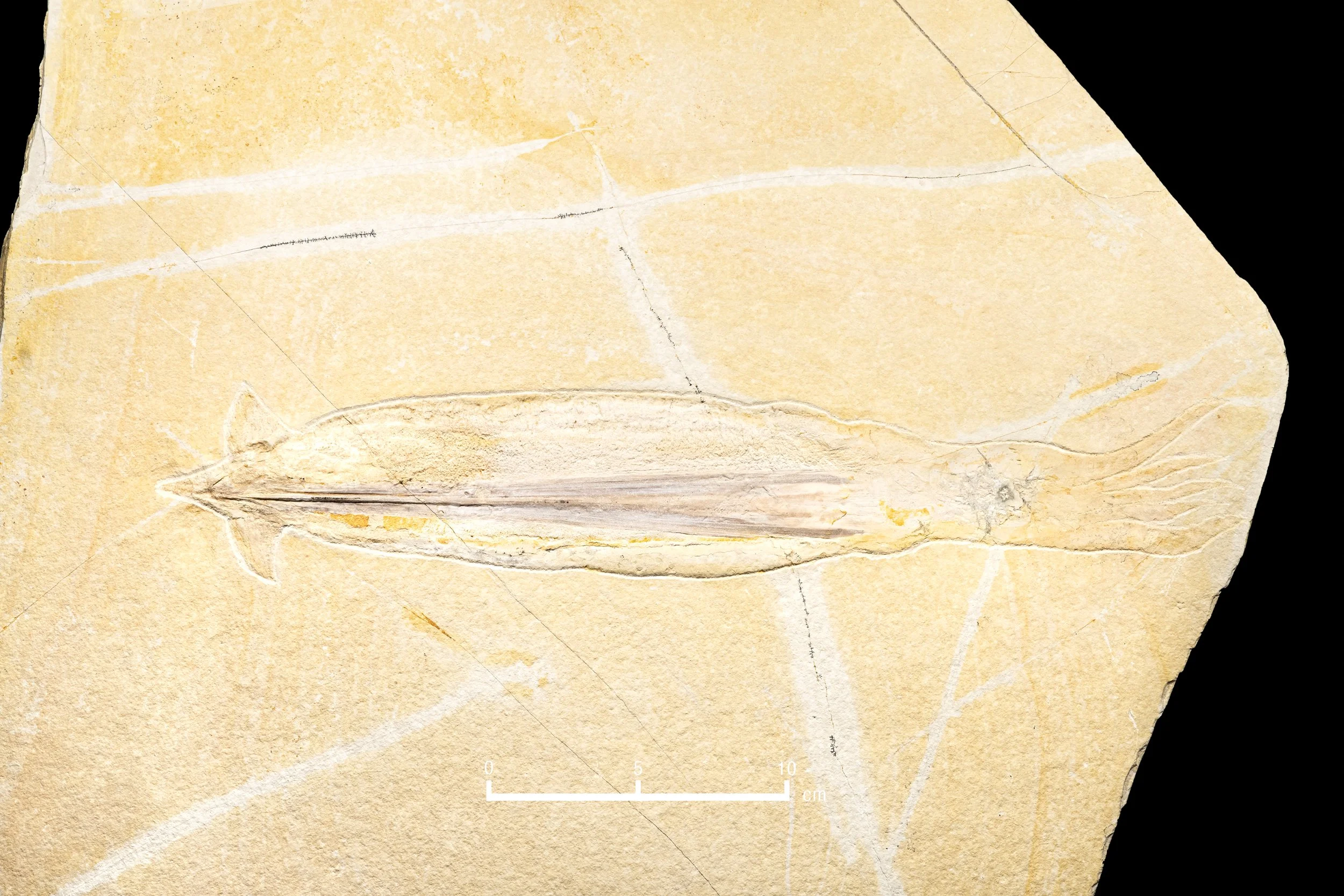 Solnhofen Fossils — Geoscience Research Institute