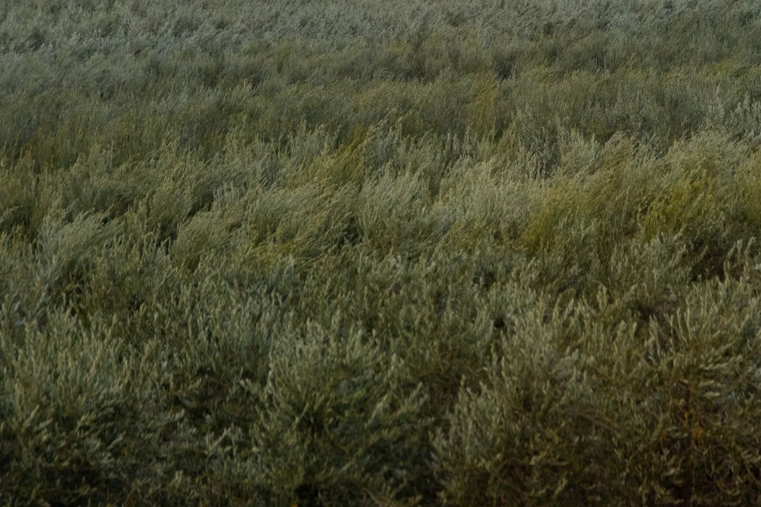 Balanced Ground Design | Landscape design | Los Angeles & Orange County