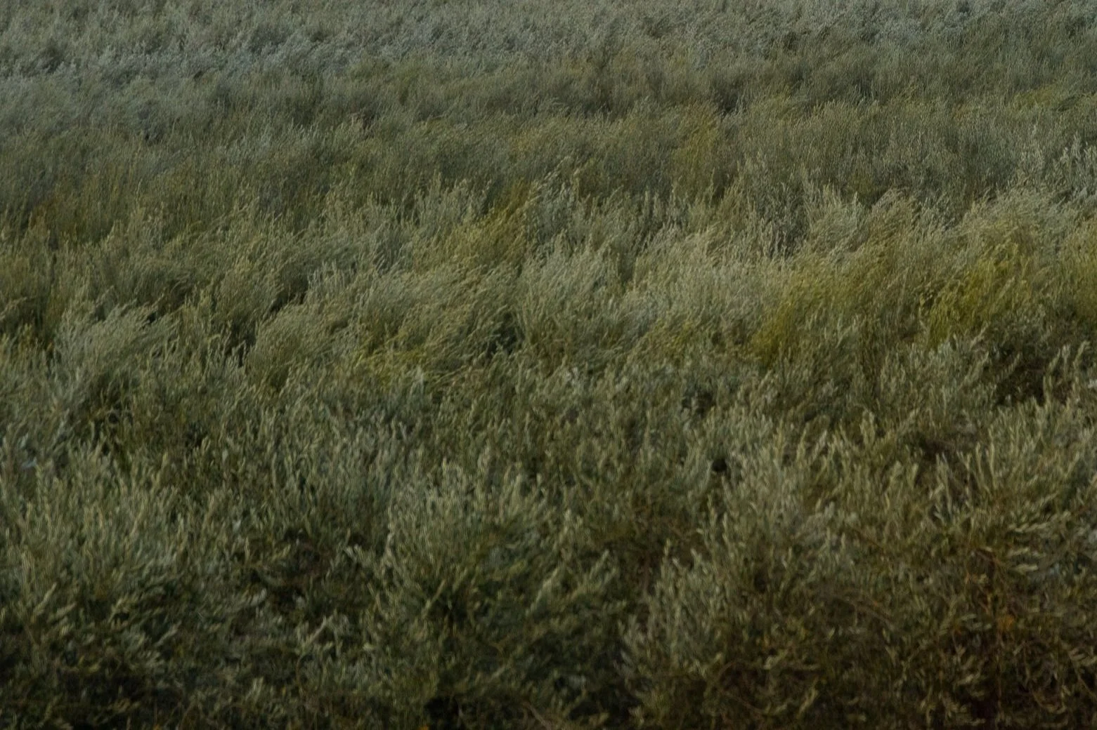 ESTUDIO BALANCED GROUND | Landscape design | Los Angeles & Orange County