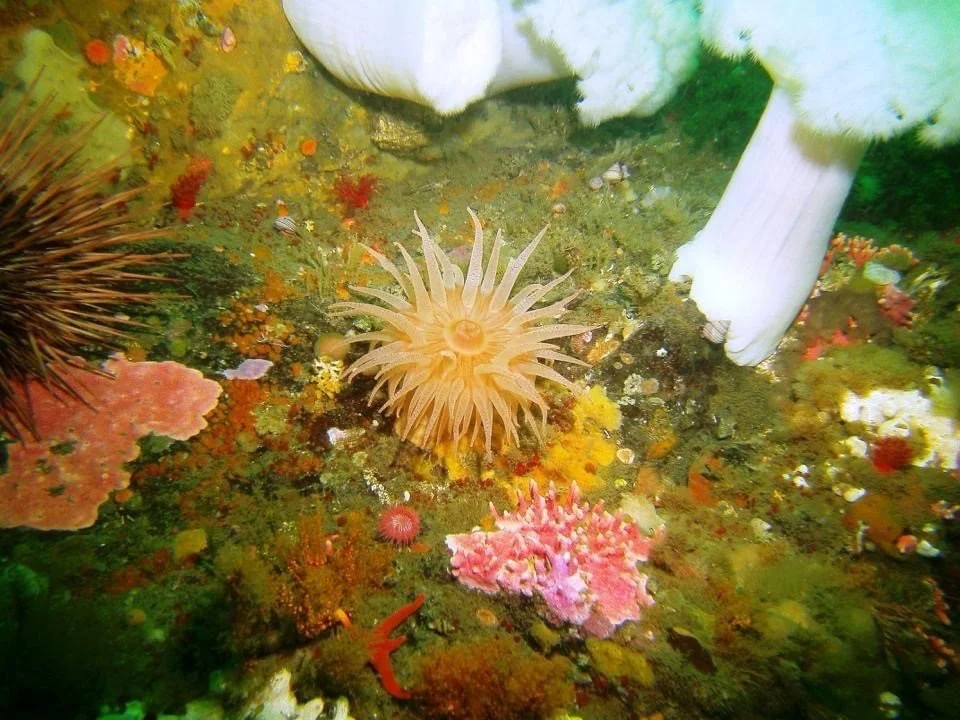 Dive Magic Team — DIVE MAGIC