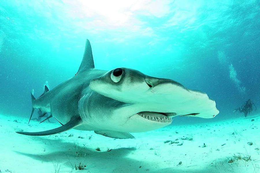 Travel — DIVE MAGIC