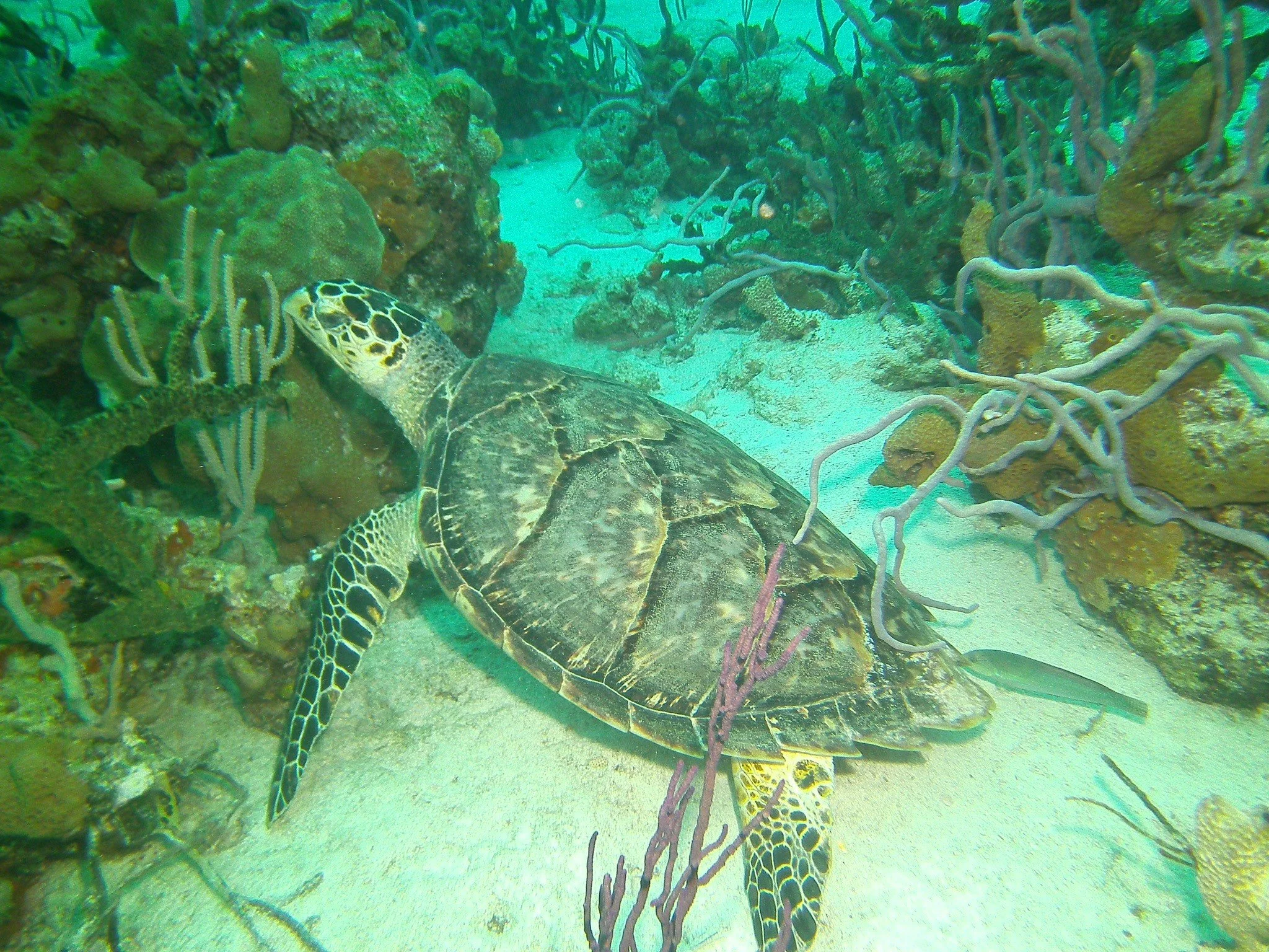 Travel — DIVE MAGIC