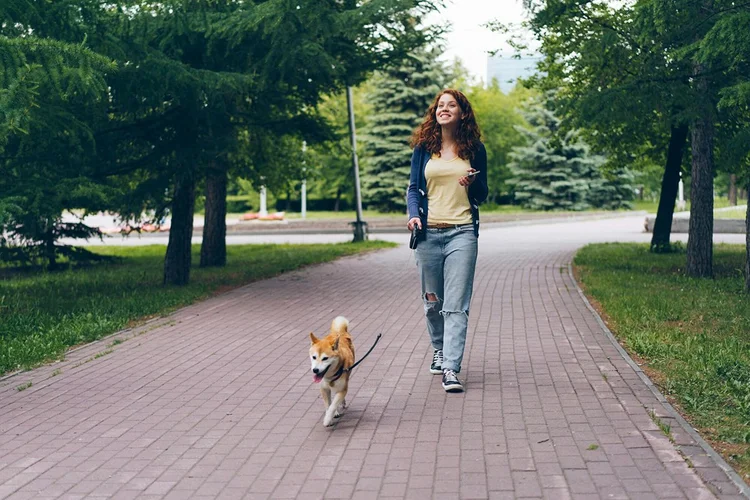 Walking the Dog: How Often is Best for Your Furry Friend?