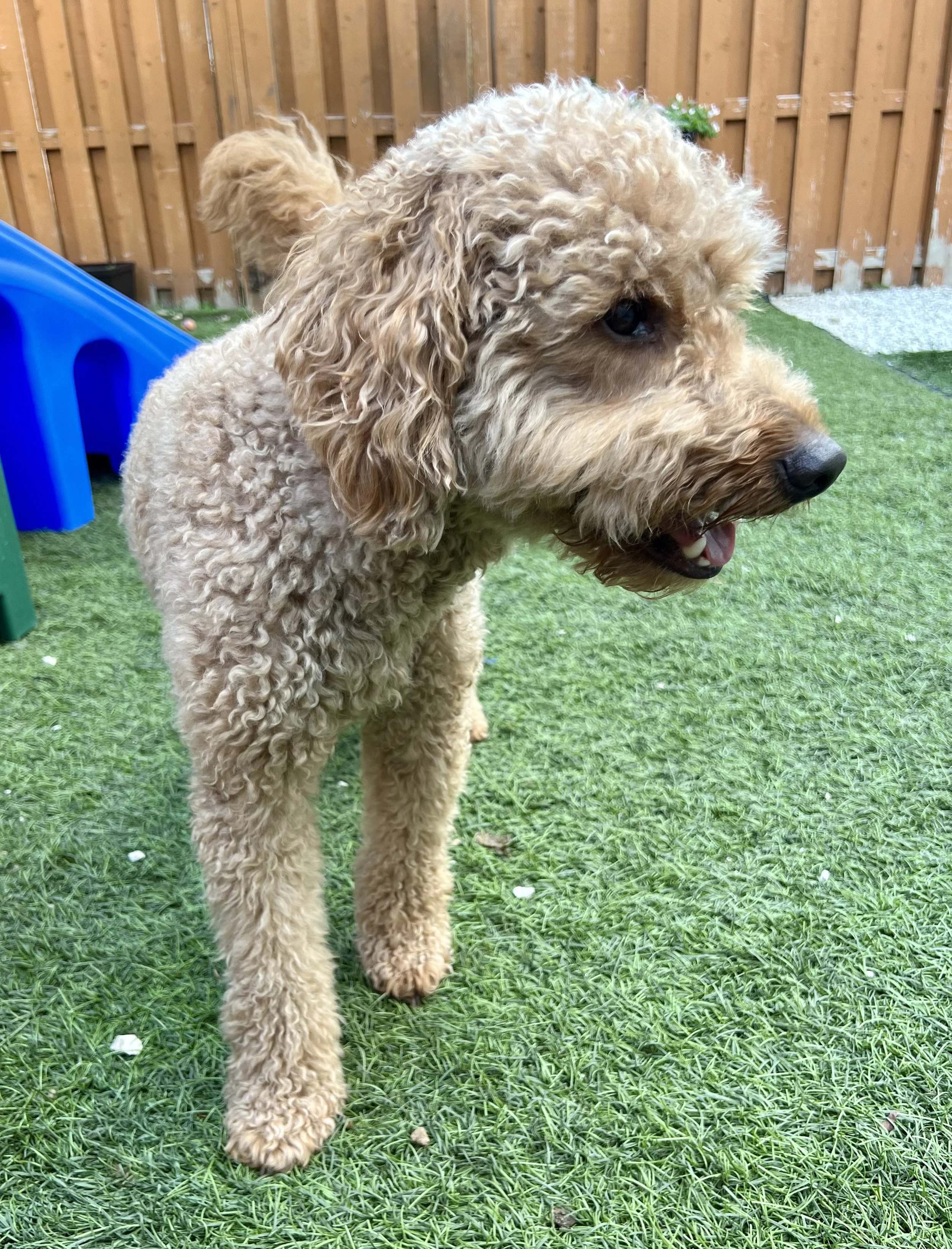 Dog Services in Lombard, IL