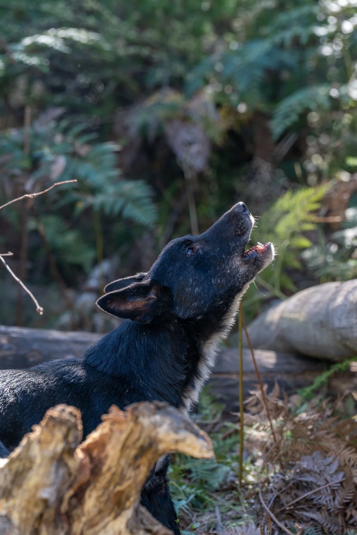Identifying a Dingo — Dingo Advisory Council