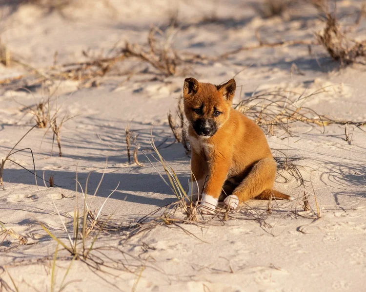 Understanding the Dingo — Dingo Advisory Council