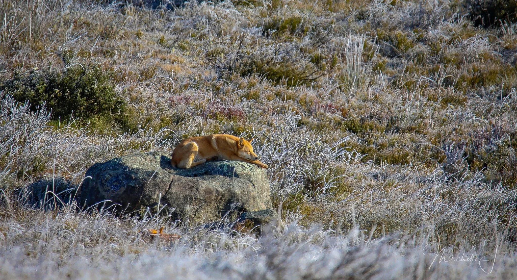 Dingo Advisory Council