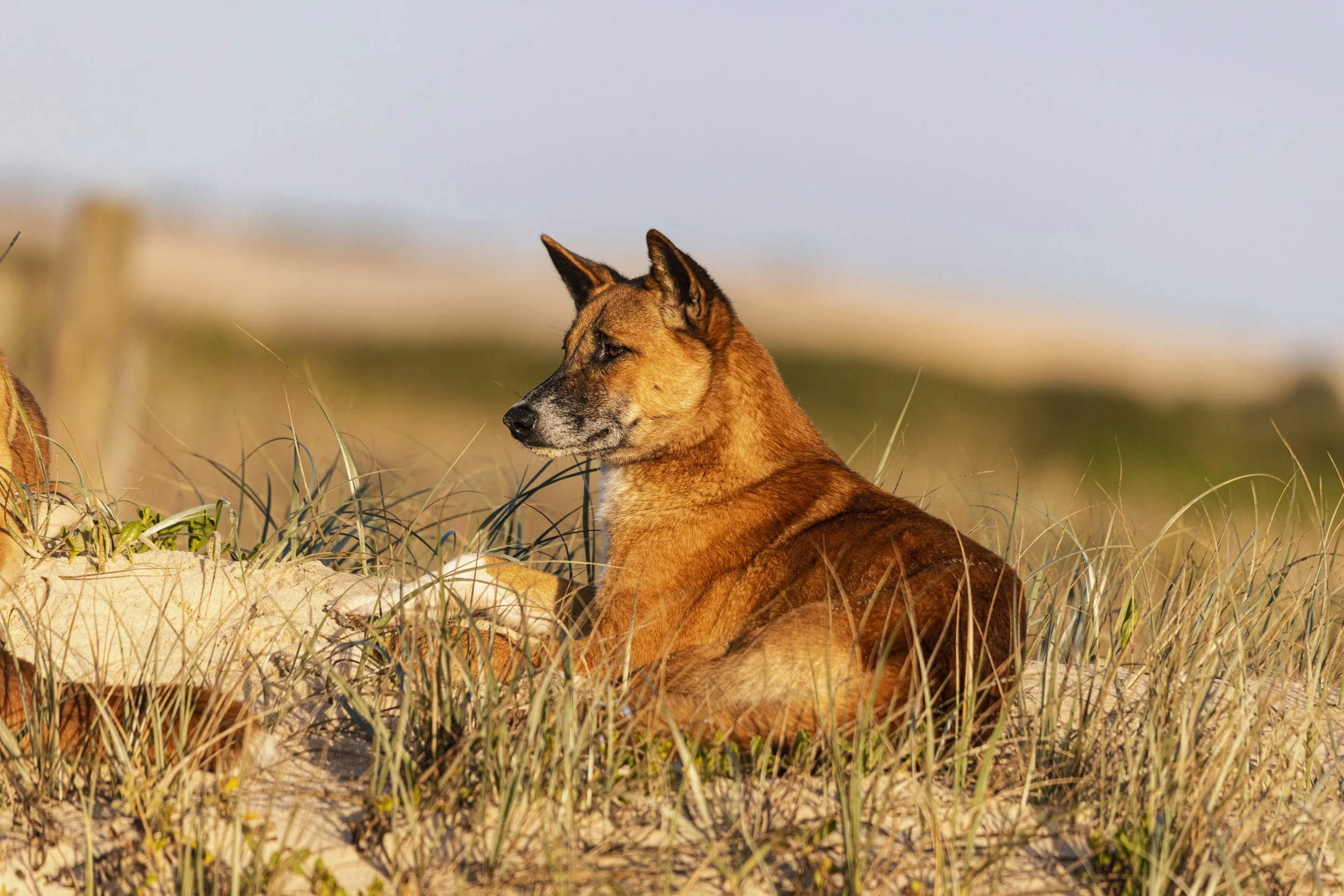 Understanding the Dingo — Dingo Advisory Council