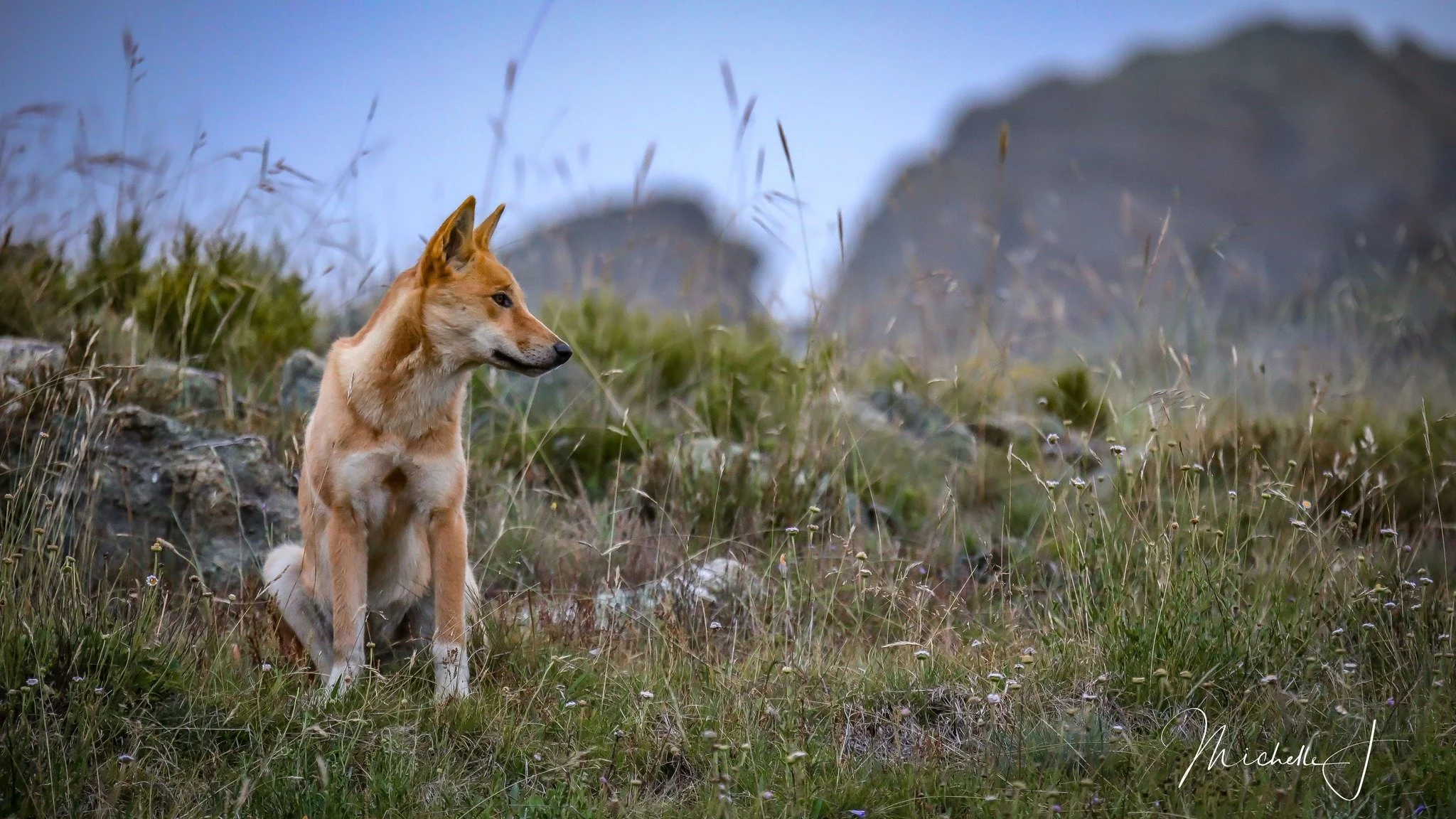 Who are we? — Dingo Advisory Council