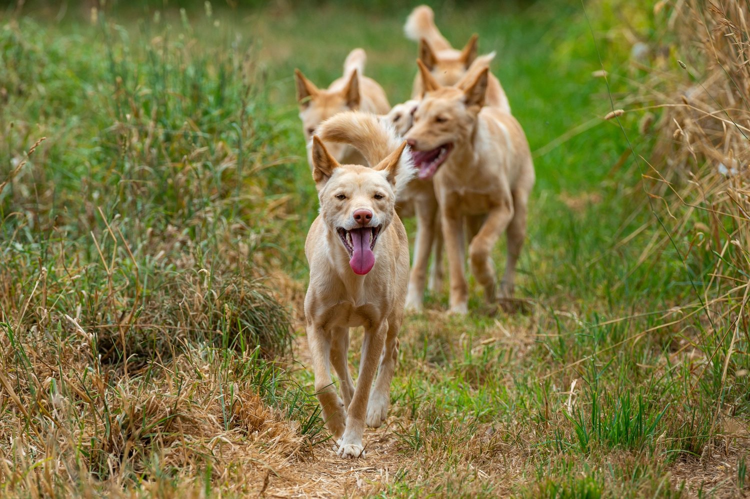 Understanding the Dingo — Dingo Advisory Council