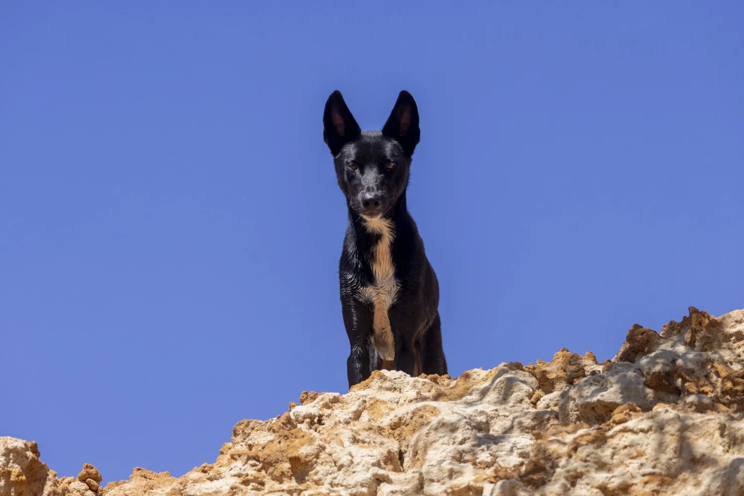 Understanding the Dingo — Dingo Advisory Council