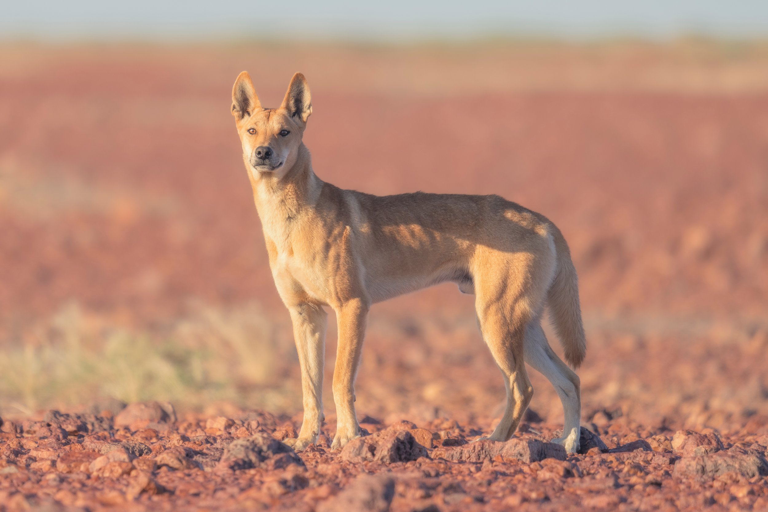 Understanding the Dingo — Dingo Advisory Council