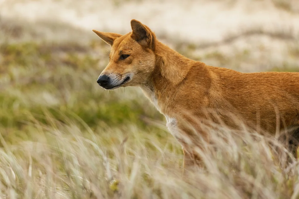 About — Dingo Advisory Council