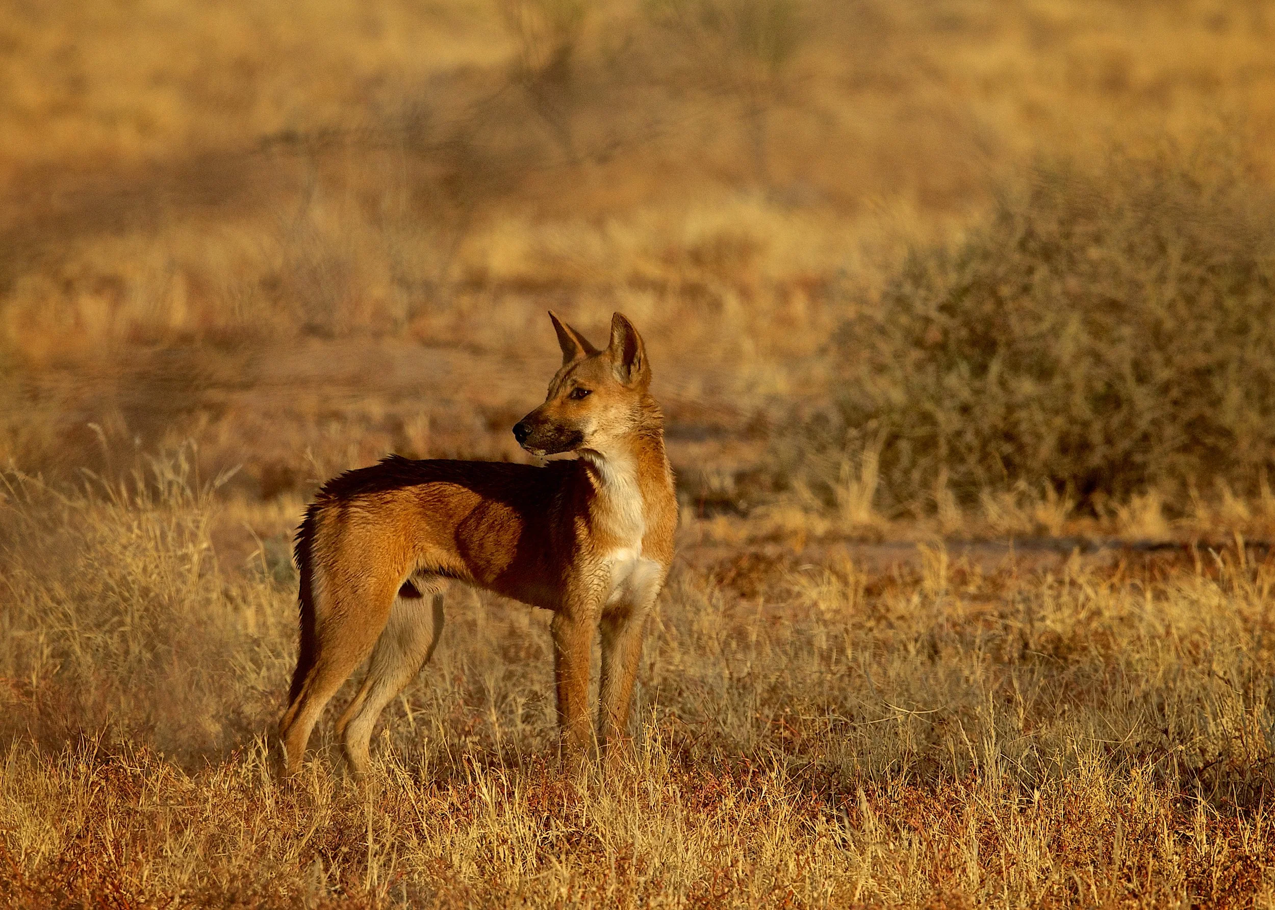 The Significance of the Dingo in Indigenous Culture — Dingo Advisory ...