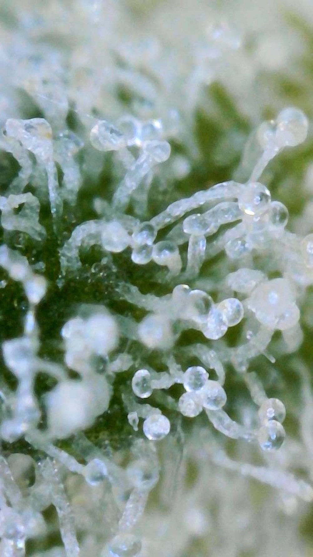Solventless Hash & Concentrates | Sweetgrass Botanicals
