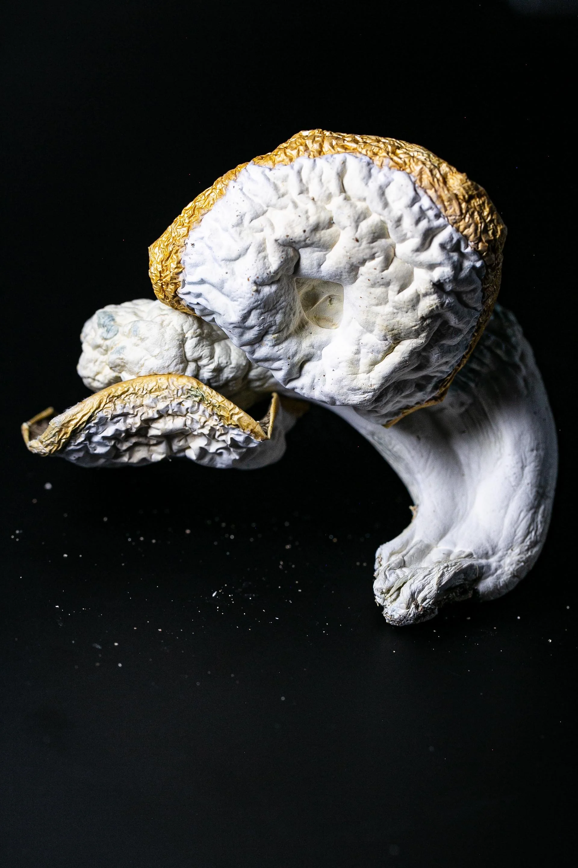 Mushrooms, Psilocybin, trippy mushrooms, Golden Teachers Jedi Mind Fuck ...
