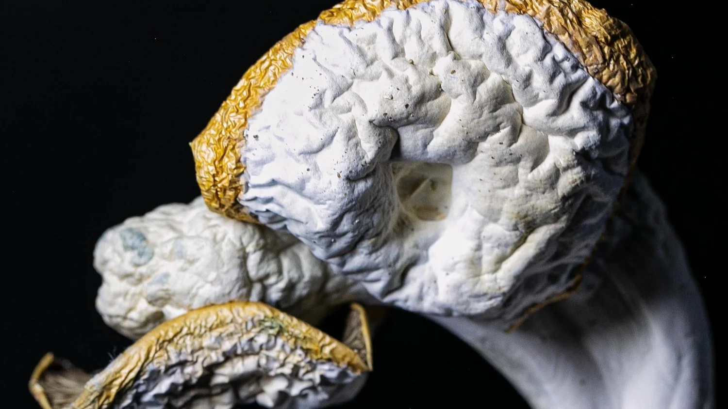 How do Bluey Vuitton mushrooms compare to other strains? — Happy Mushrooms