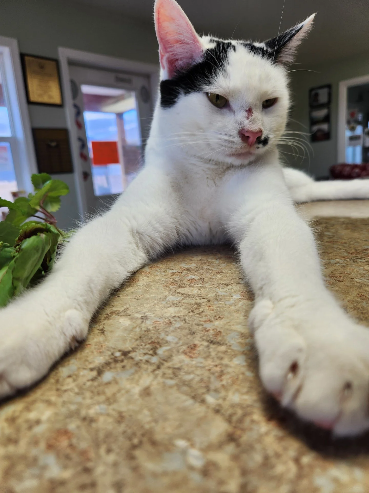 Available Animals — Mission Valley Animal Shelter