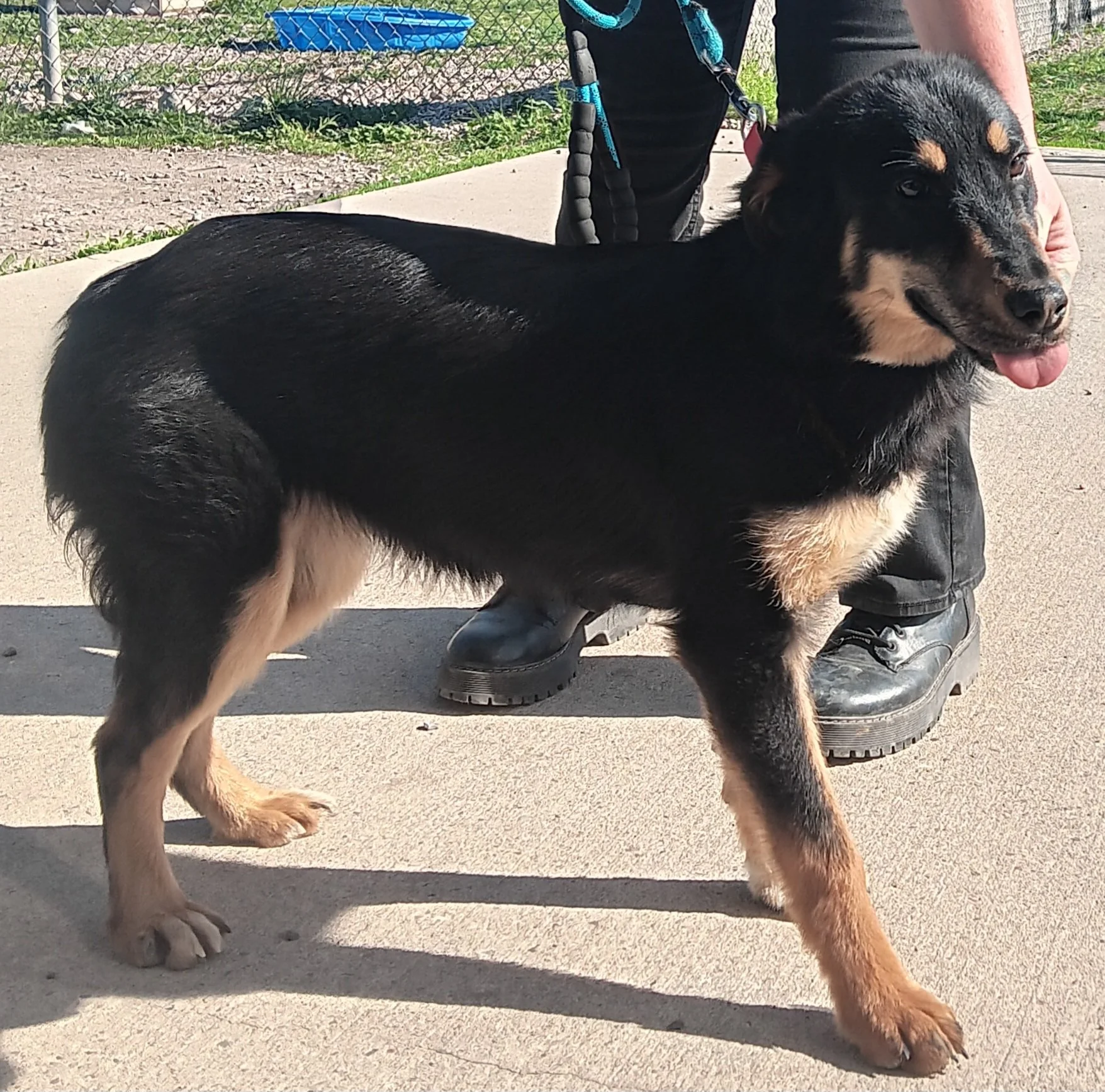 Available Dogs — Mission Valley Animal Shelter