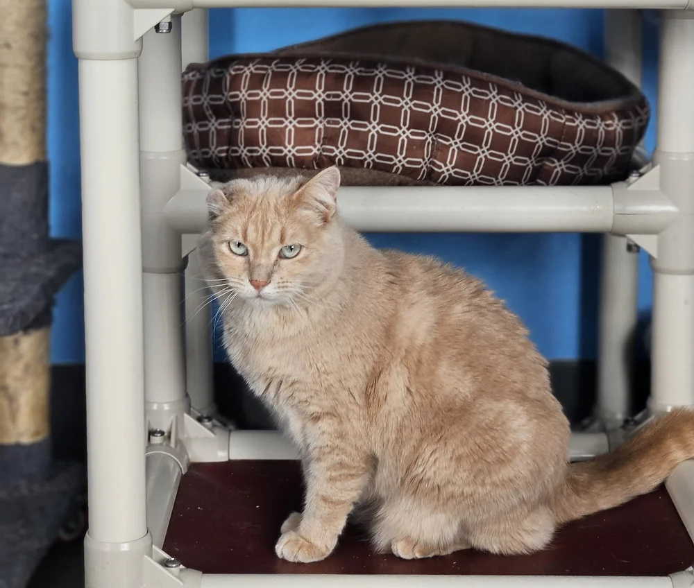 Cheeto — Mission Valley Animal Shelter