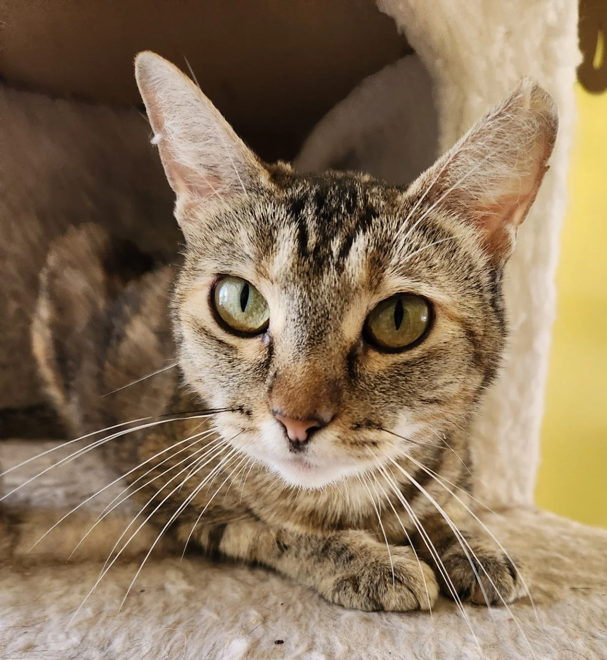 Available Cats — Mission Valley Animal Shelter