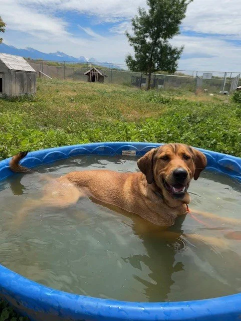 Available Animals — Mission Valley Animal Shelter