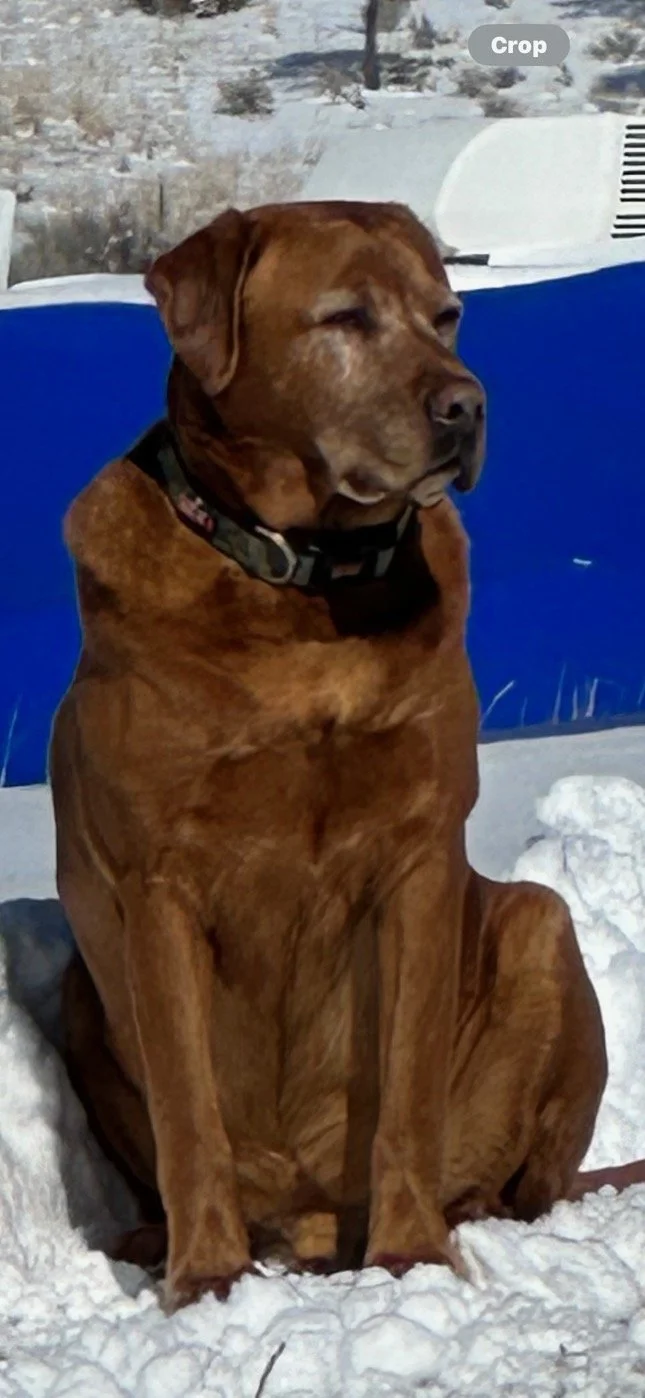 About — Red Dog Painting